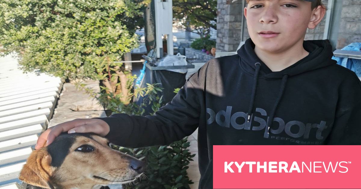 Η Μάρω, το σκυλάκι μας βρέθηκε! Ευχαριστήριο - Kythera.News - Κυθηραϊκά Νέα