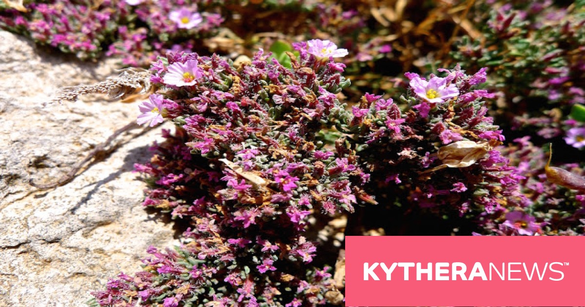 Φρανκένια η δασύτριχη - Kythera.News - Κυθηραϊκά Νέα