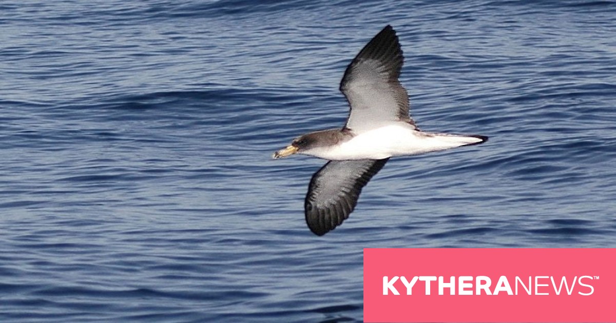 Αρτέμης, το θαλασσοπούλι των Αντικυθήρων - Kythera.News - Κυθηραϊκά Νέα