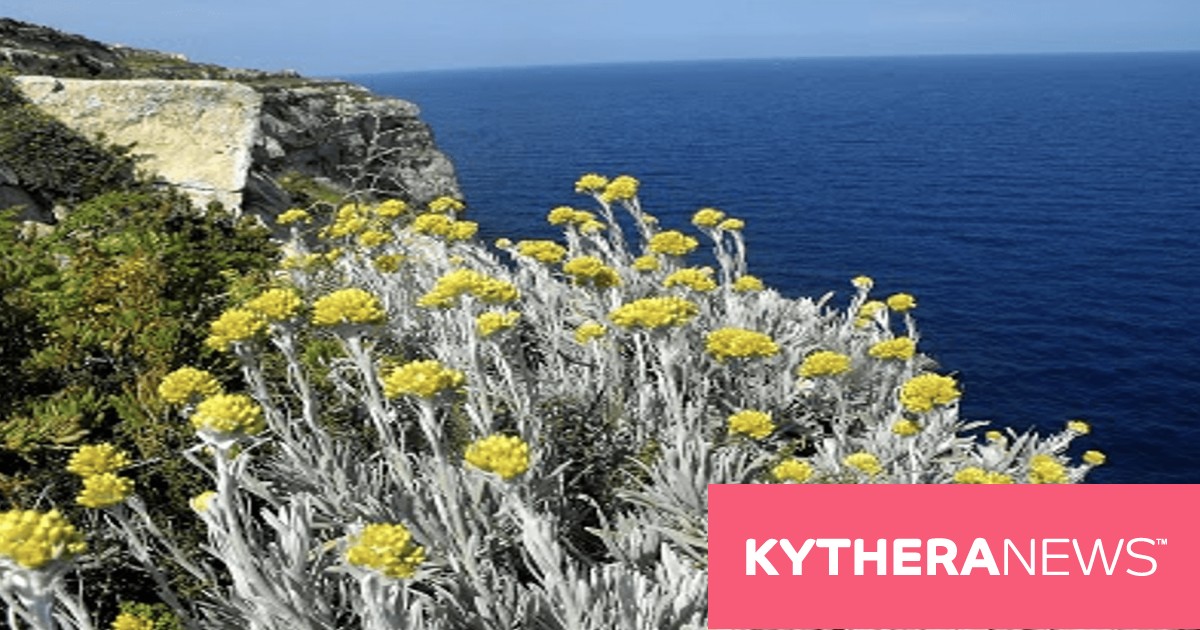 Το Κ.Ι.Π.Α ανακοινώνει για την διάσωση της σεμπρεβίβας - Kythera.News ...