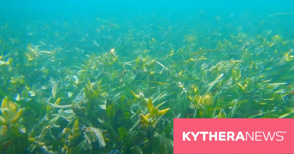 Australia: The world's largest plant discovered - Kythera.News ...