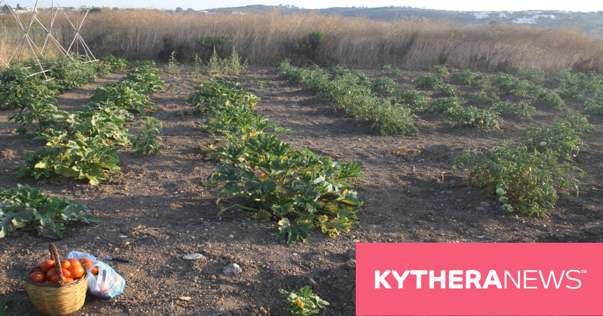 Διαγωνισμός μπαμπακίας από το Κ.Ι.Π.Α - Kythera.News - Κυθηραϊκά Νέα