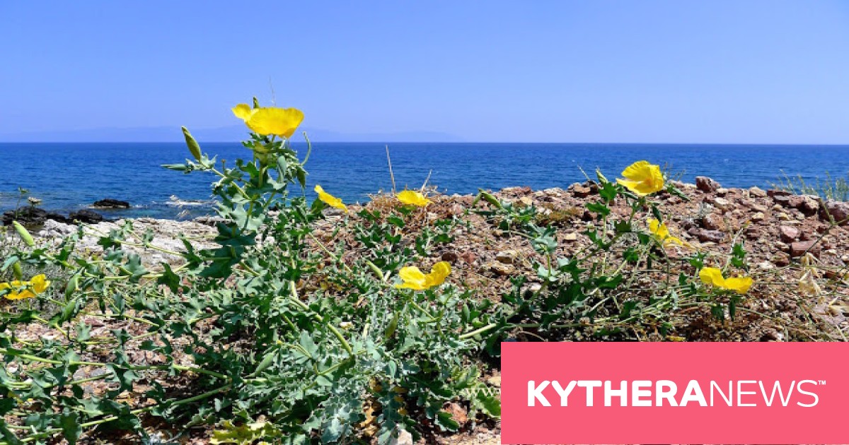 The golden poppy of Gyalu - Kythera.News - Kytherian News