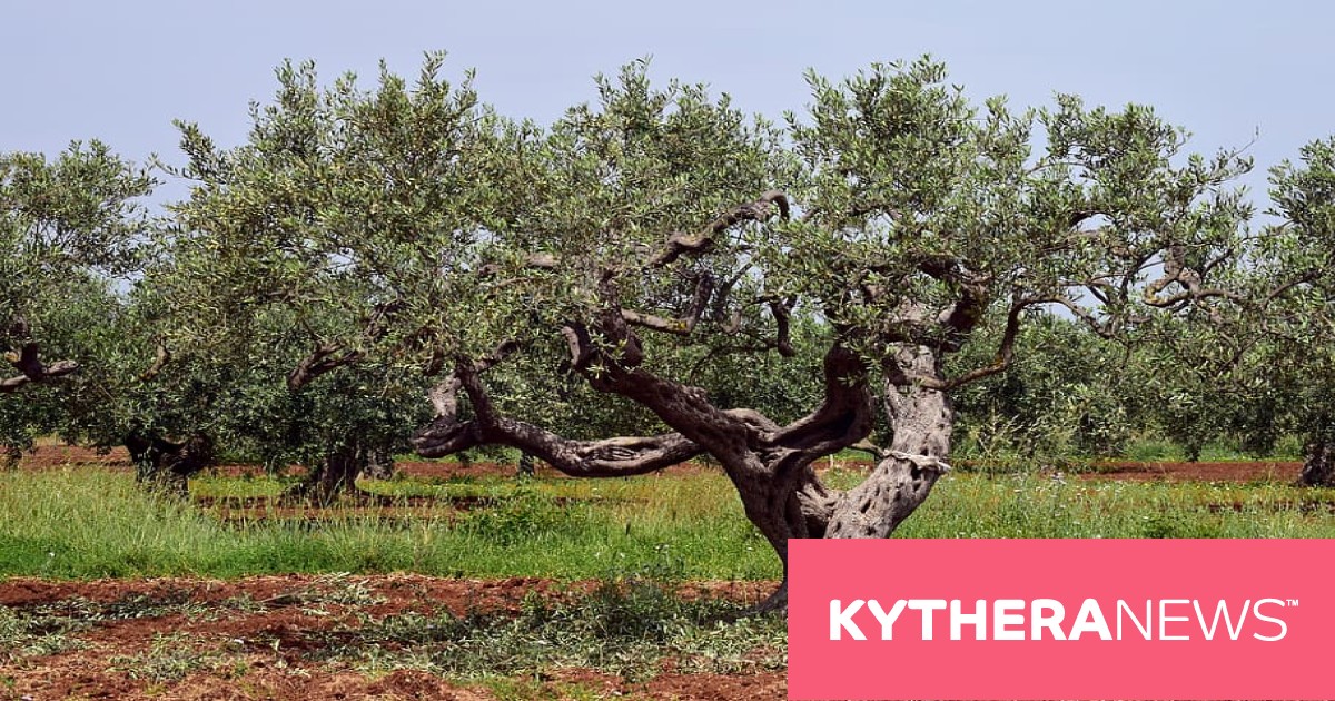 Σε λίγα χρόνια στην Ελλάδα, δεν θα έχουμε ελιές - Kythera.News ...